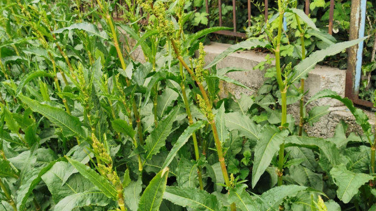 Másfél méteres gaz Rahó - Bali Sándor - Járókelő.hu. Ha megosztod ...